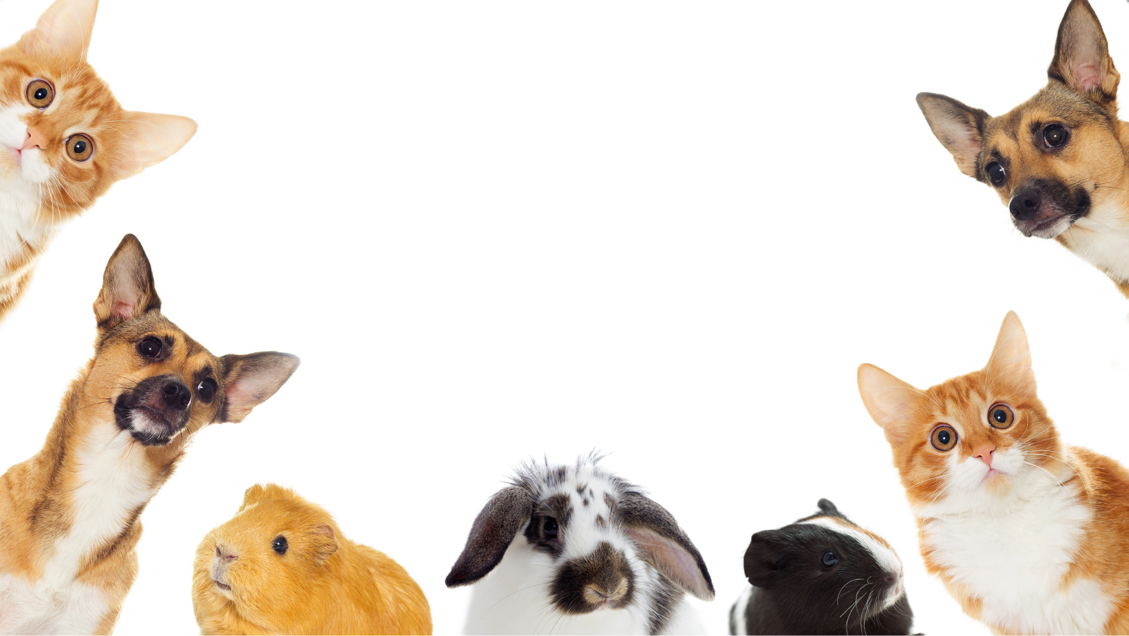 My Speech Shop - Speech Therapy Toys and Materials